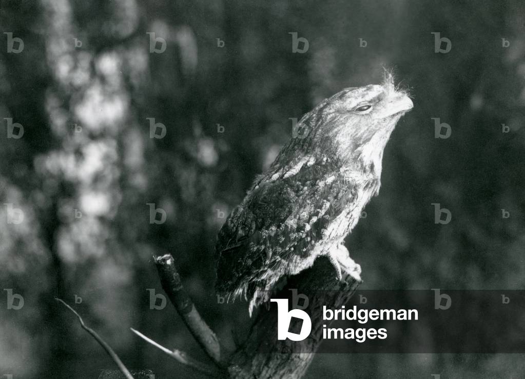 Image of The cryptic plumage and resting pose of a Tawny Frogmouth by ...