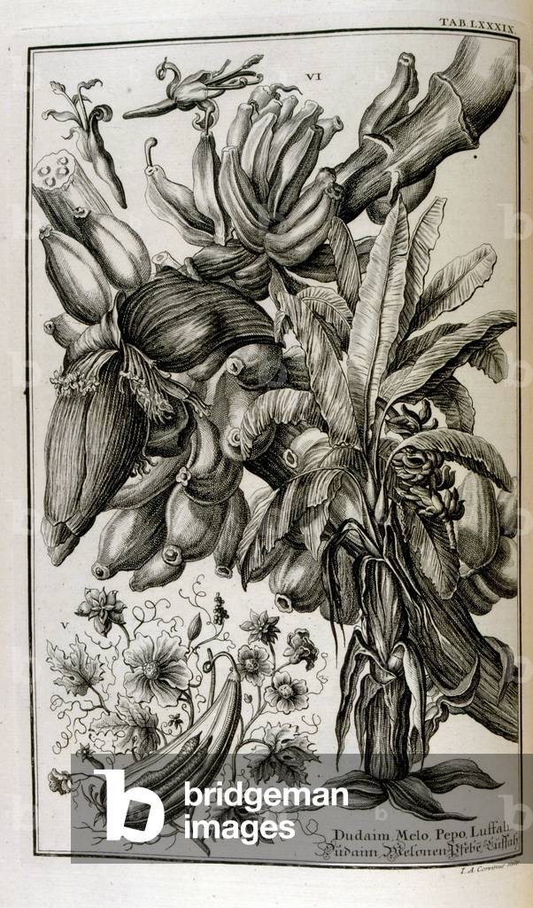 Image of Biblical plants and fruits including mandrake and melon, 18th ...