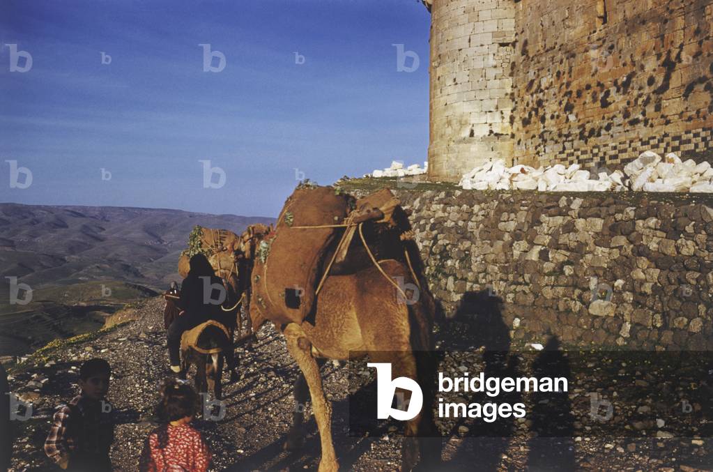 Image of Syria, camel carrying goods, people alongside, beside Krak Des ...