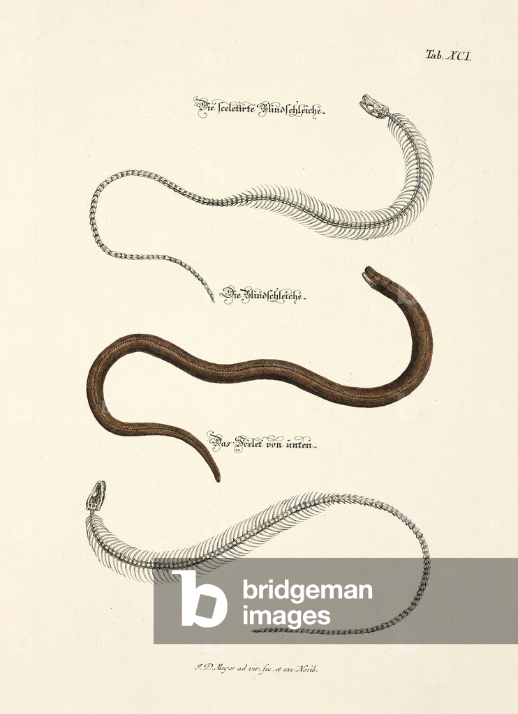 Image of Slow Worm and its Skeleton, 1748 (hand-coloured copperplate ...