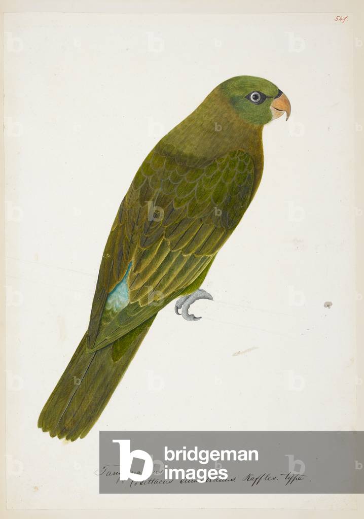 Image of Muller's Parrot, Blue-Backed parrot, "Tanygnathus sumatranus ...