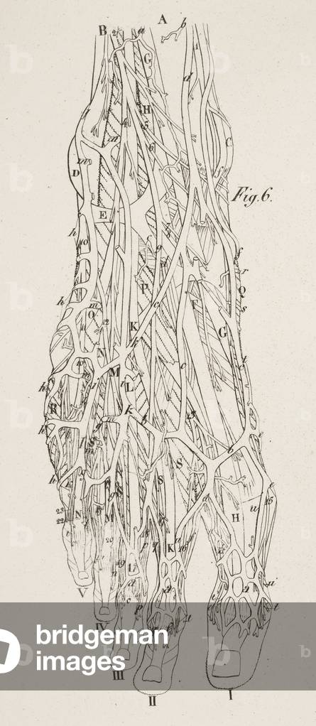 Image of Anatomical drawing. Foot. Circulatory system. Nerves. Tendons.