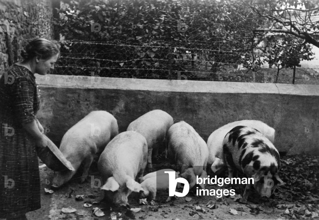 Image of Farming in Romania, 1940 (b/w photo)