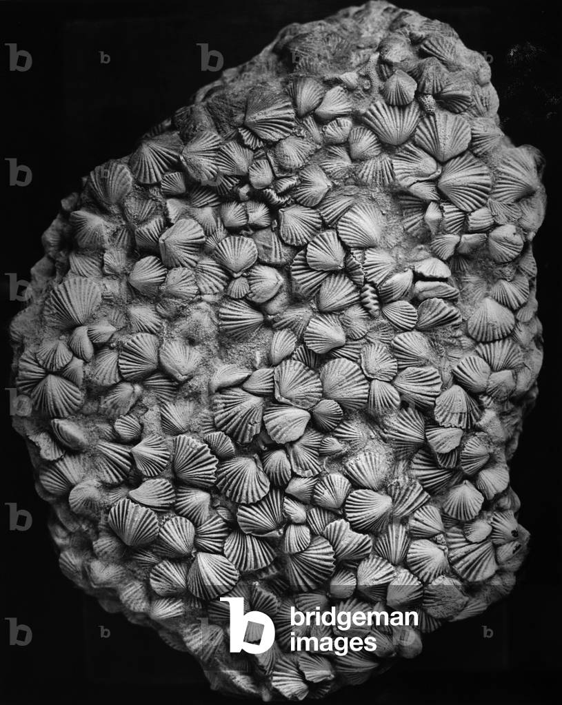 Fossili Di Brachiopodi