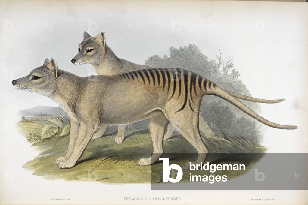 Image of Thylacinus Cynolephalus, Gould. Common name: Tasmanian wolf ...