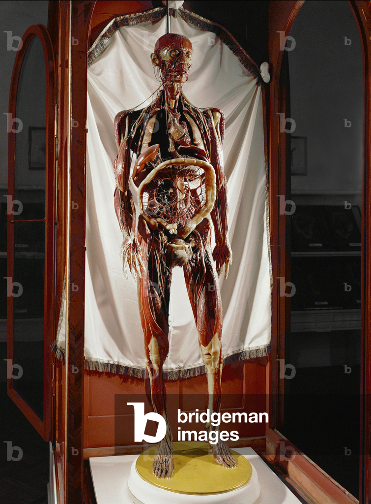 Image of Wax model of a woman showing blood vessels, nerves and by ...