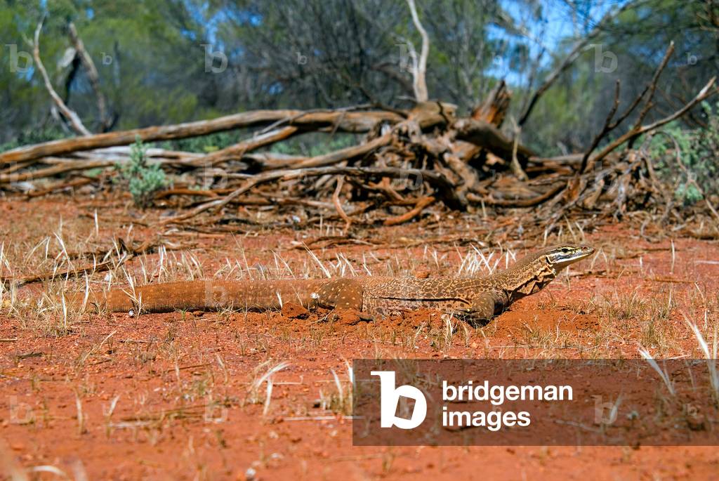 Image of Sand monitor (Varanus gouldii) lizard (aka. Gould's Goanna ...