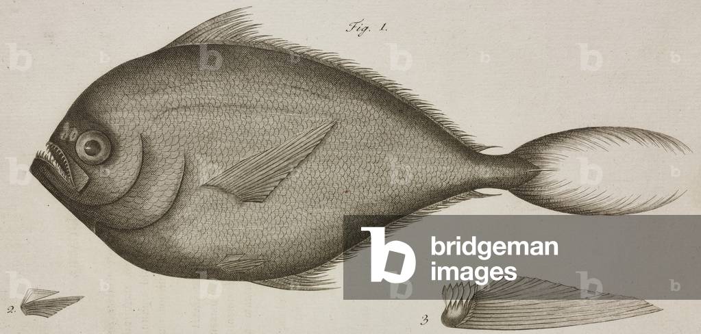Image of Pelvic (2) and pectoral fin (3) of Pomfret (Brama brama),