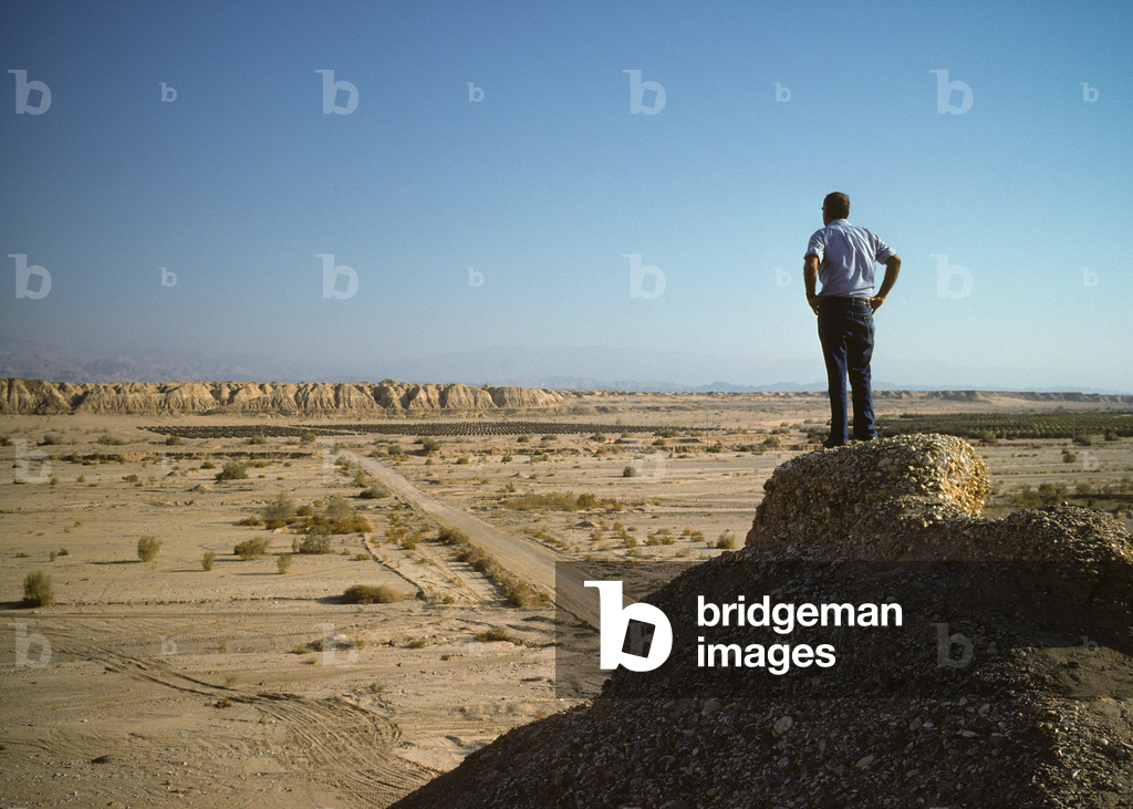 Image of Israeli horticulture scientist looks over new grove of mango ...