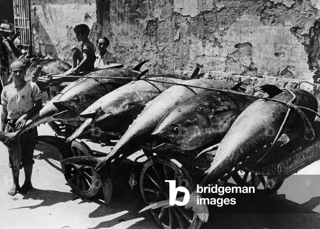 Image of Transport of tuna fish in Palermo, 1938 (b/w photo)