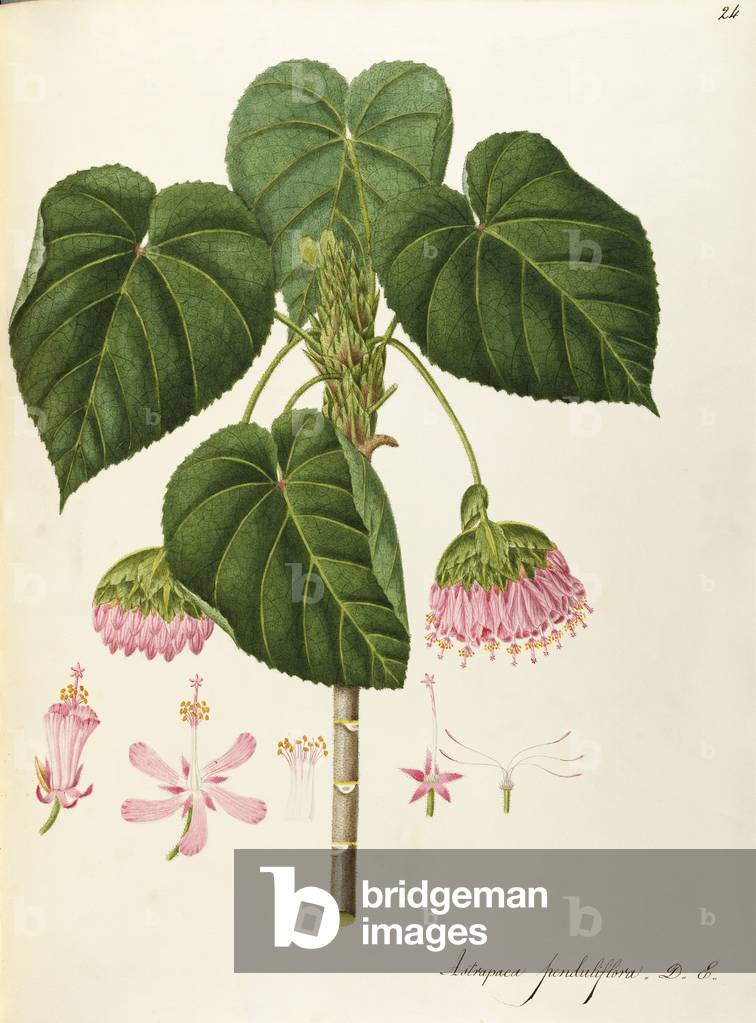 Image of Tropical Hydrangea or Pink-Ball (Dombeya wallichii ...