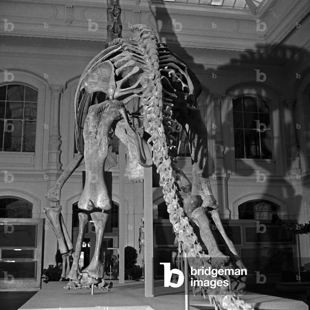 Image of The 1937 reconstructed skeleton of a Brachiosaurus brancai at ...