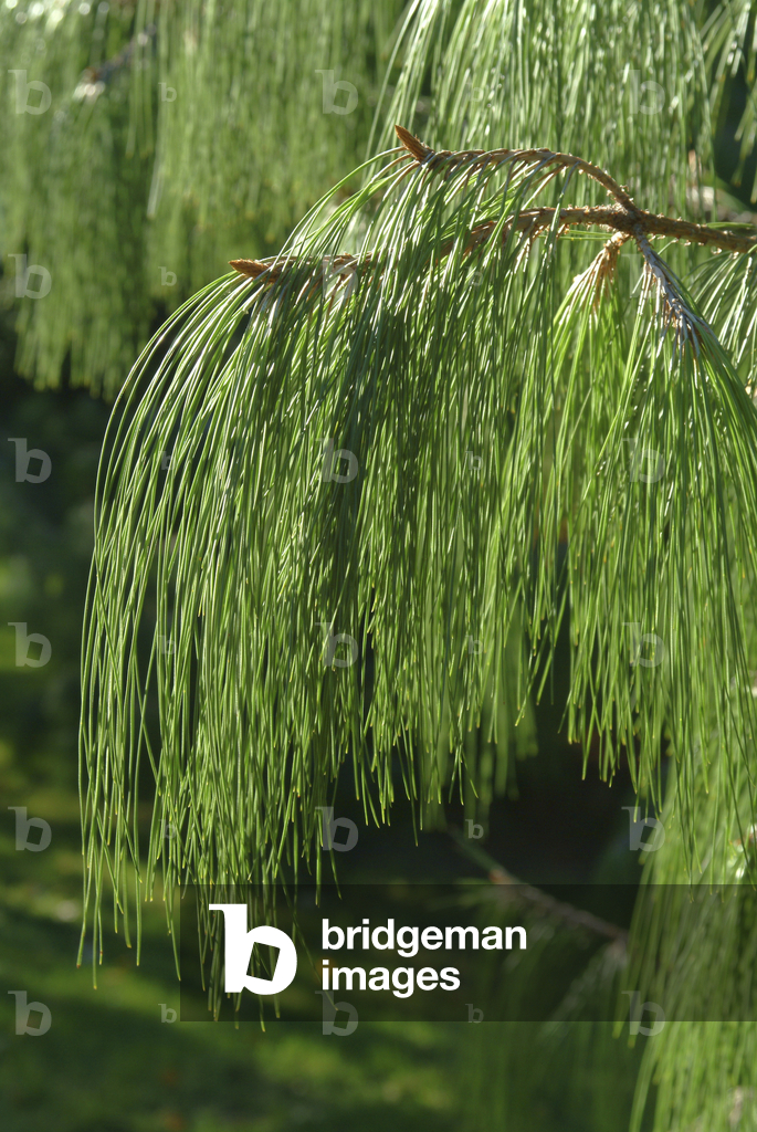 Image of Pinus patula 009, 2004 (photo) by McRobb, Andrew