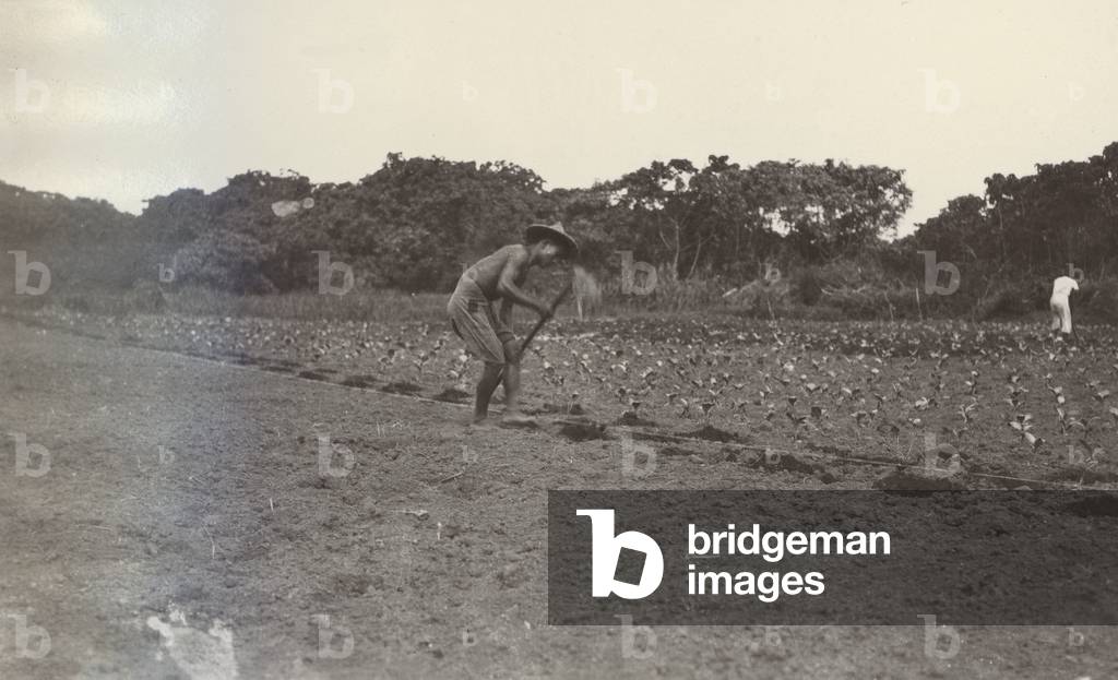 Image of Farmer working at the Dutch tobacco farm in Ceylon (Sri by ...