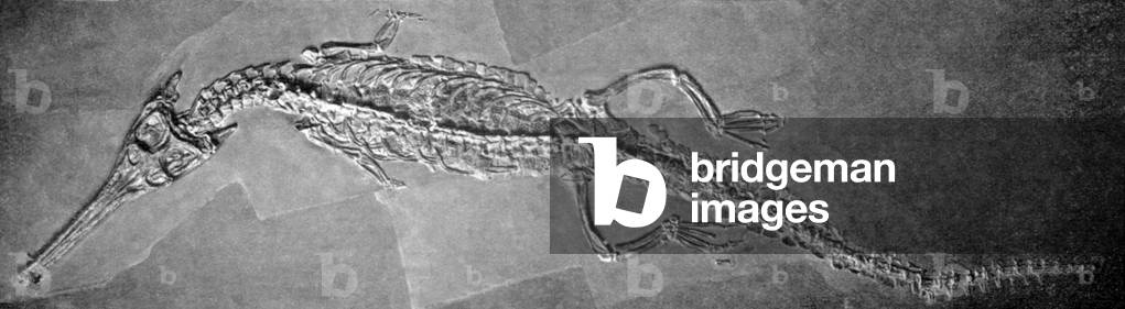 Image of Teleosaurus (fossile from the lower jurassic), 1929 (illustration)