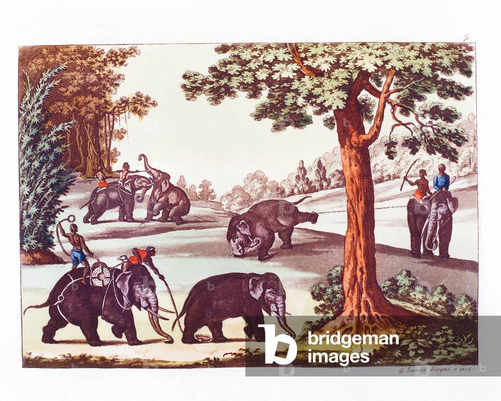 Image of The various stages of the capture of an elephant in by Italian ...