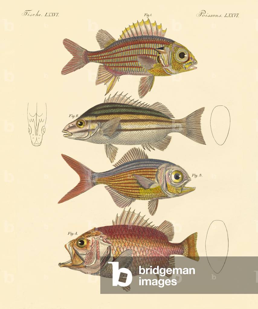 Beau Poisson De Mer Arc En Ciel Le Plus Beau Poisson Des Océans De