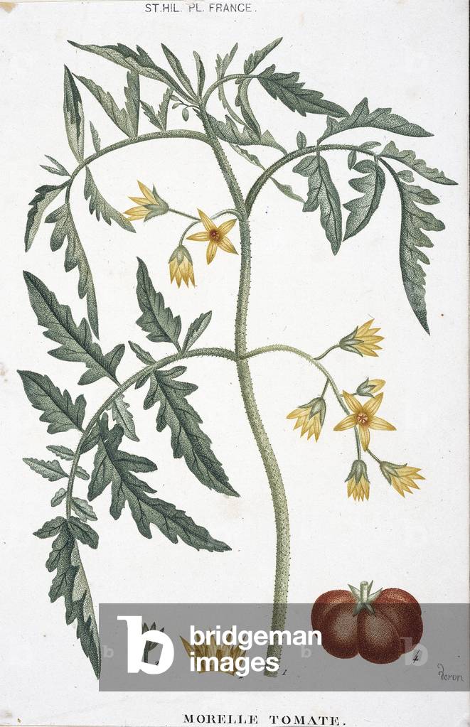 Image of Morelle tomate