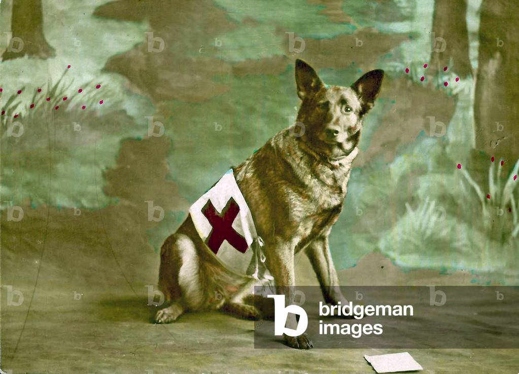 Image of French Red Cross First Aid Dog, c.1914 (photo)