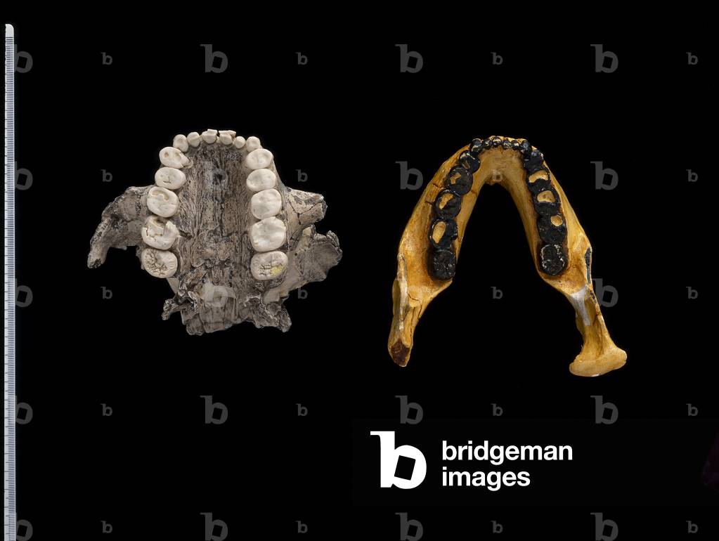 Image of Australopithecus boisei jaw bones
