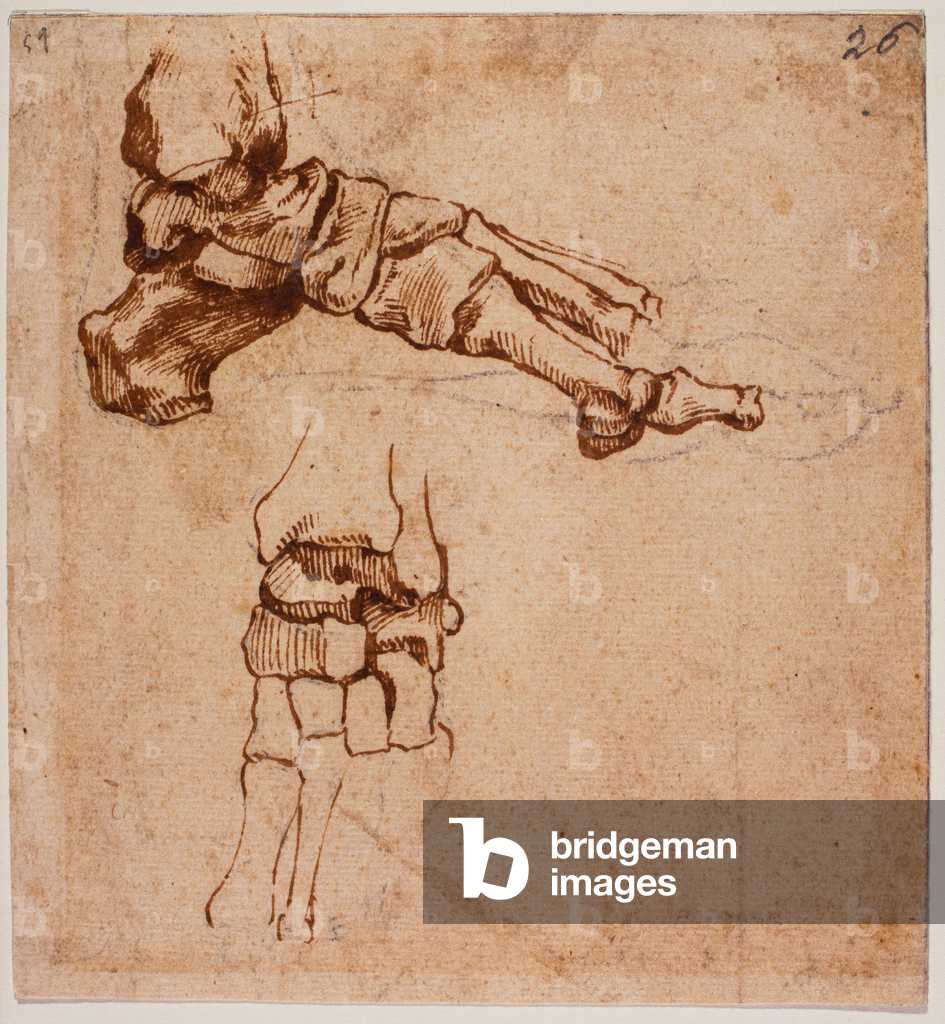 Image of Anatomical foot study, 16th century (drawing) by Buonarroti ...