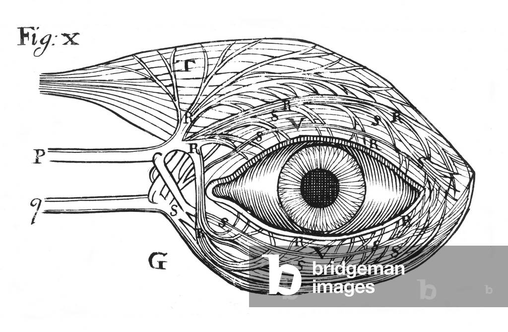 Image of Descartes' idea of the 'hydraulic' action of the nerves (P,q)