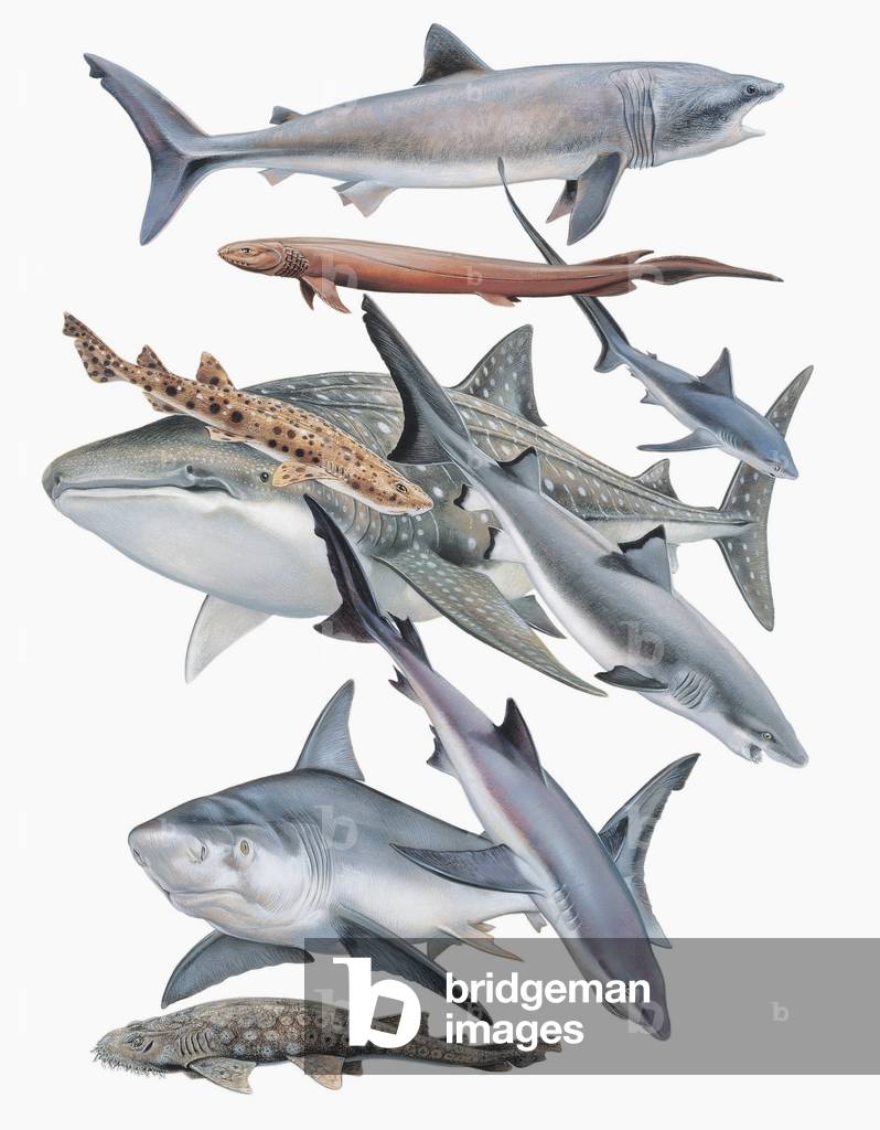 Image of Close-up of fish of the selachii family