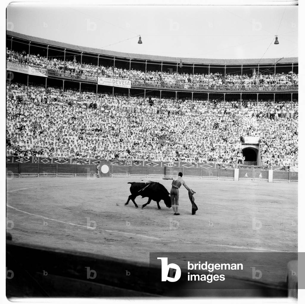 Image of Spanish bullfight, c.1958 (b/w photo) by