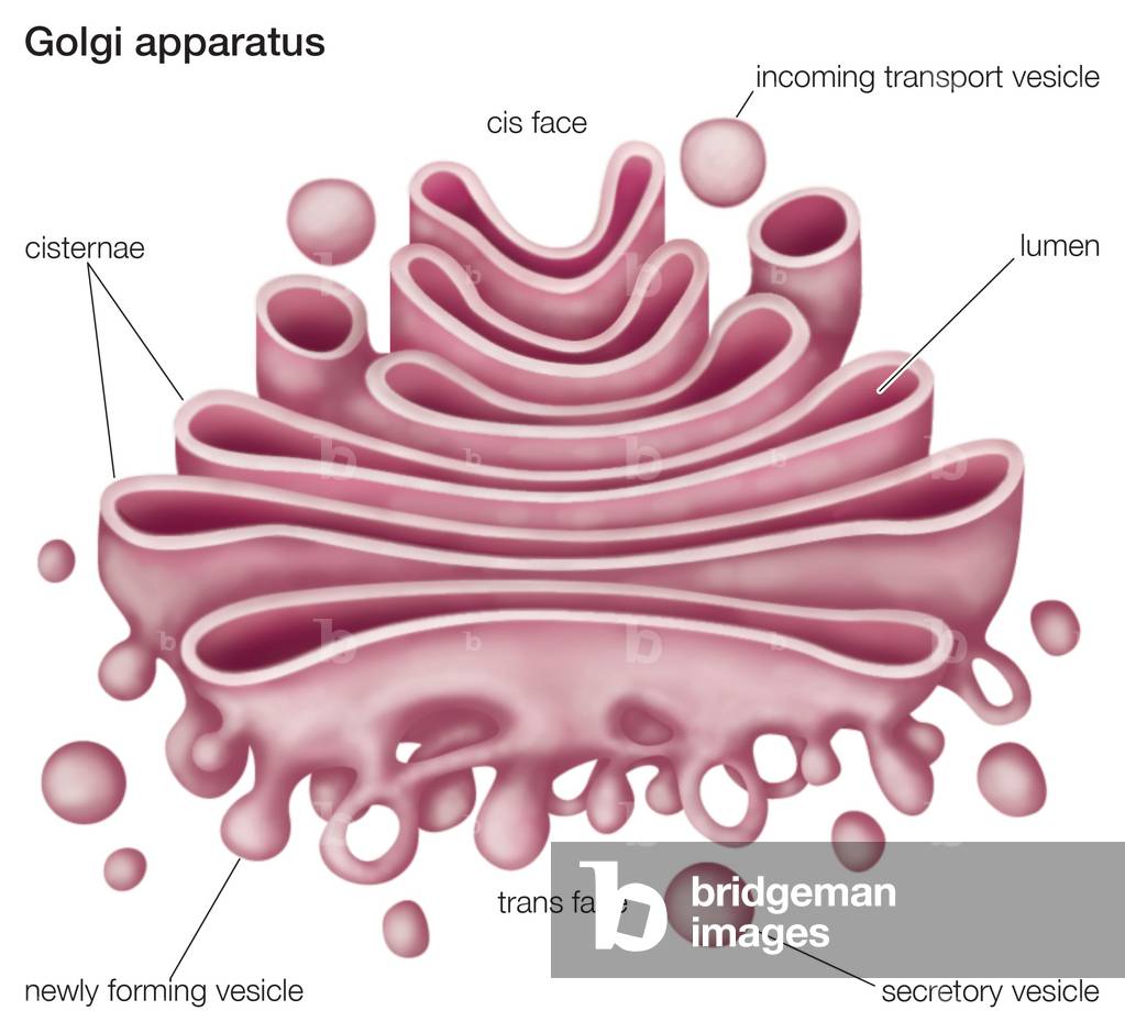 Image of The Golgi apparatus, or complex, plays an important role in