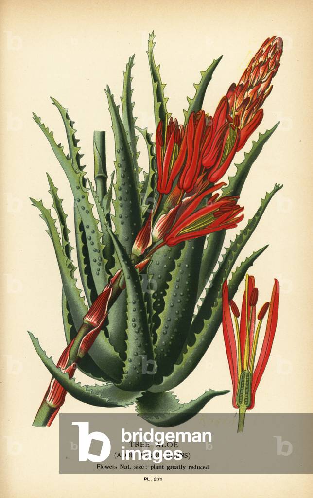 Image of Tree aloe, Aloe arborescens. Chromolithograph from an ...