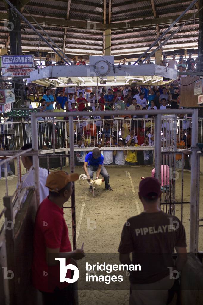 Image of Cockfighting. Calapan cockpit arena, Mindoro - Philippines ...