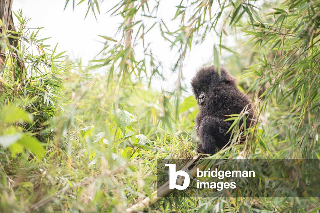 Image of 24 newborn gorillas named in Rwanda's annual Kwita Izina naming
