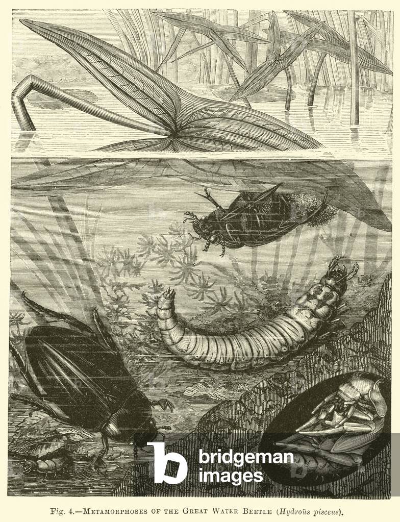 Image of Metamorphoses of the Great Water Beetle, Hydrous pisceus ...