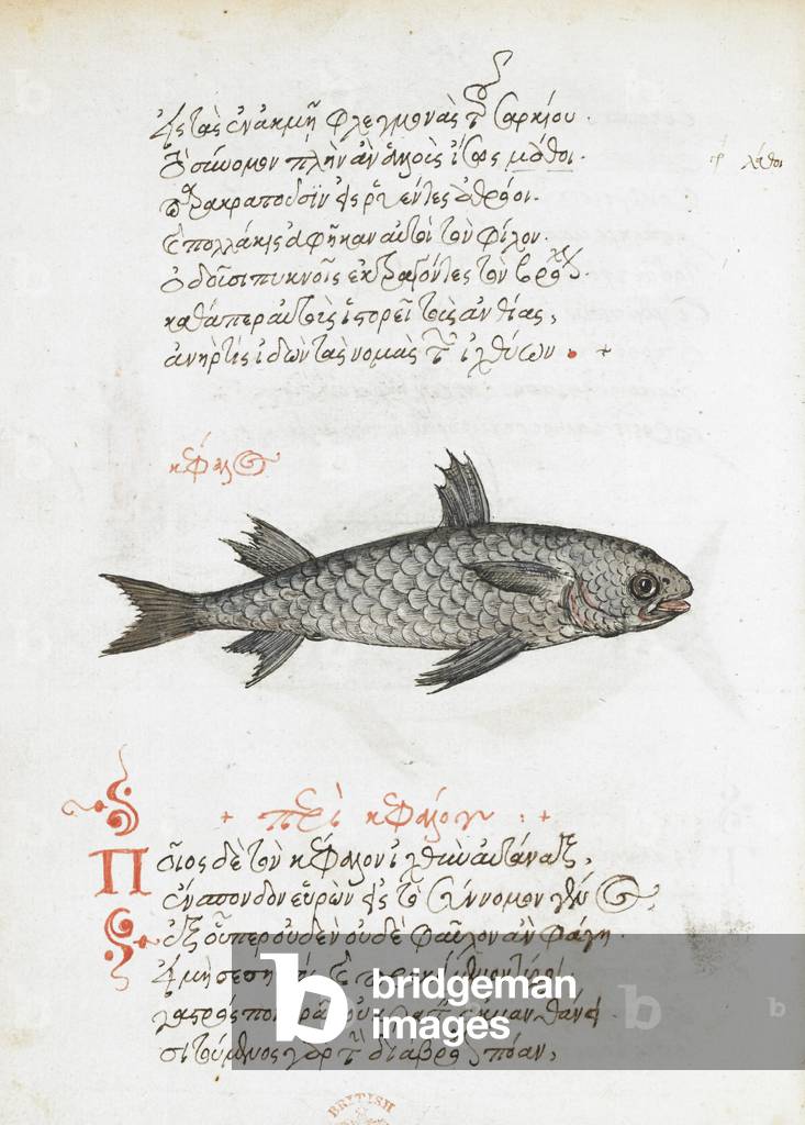 Image of Pen and ink drawing of fish, with colour wash; rubrication