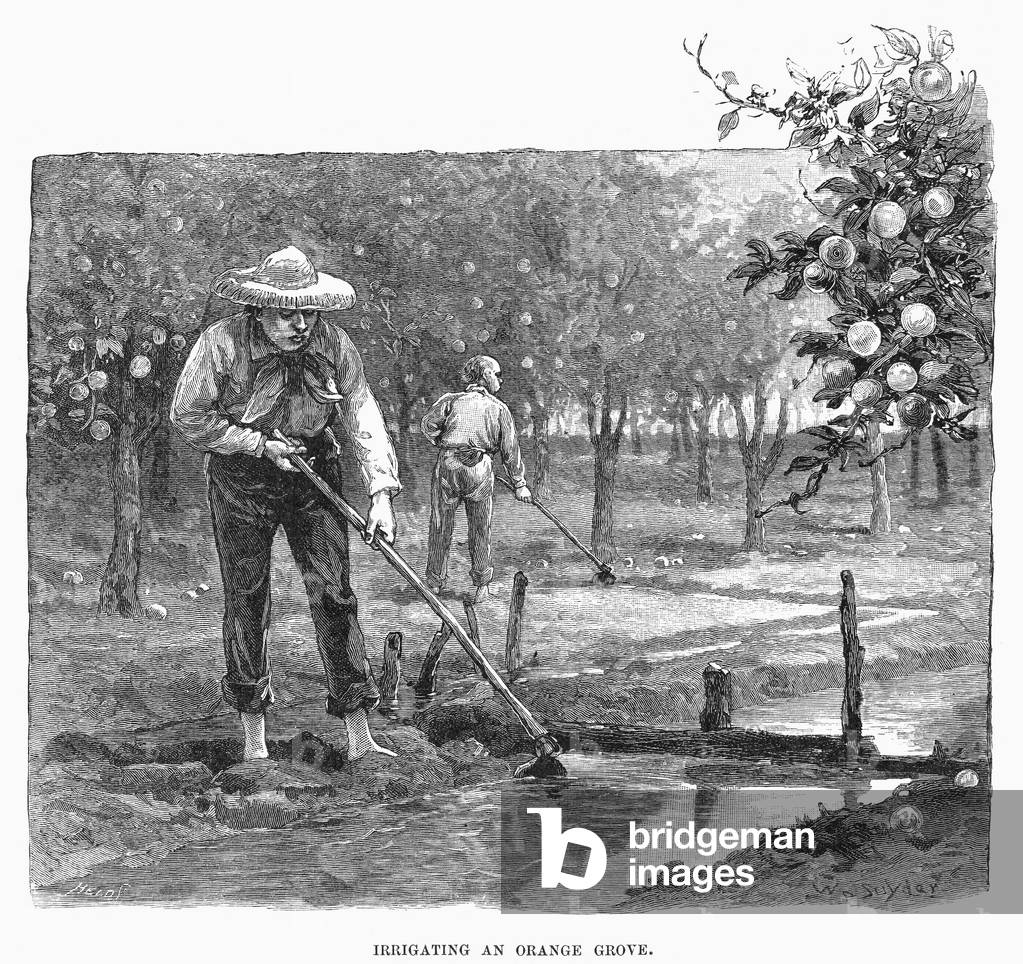 Orange Grove Irrigation