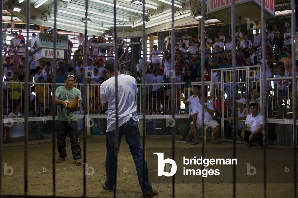 Image of Cockfighting. Calapan cockpit arena, Mindoro - Philippines ...