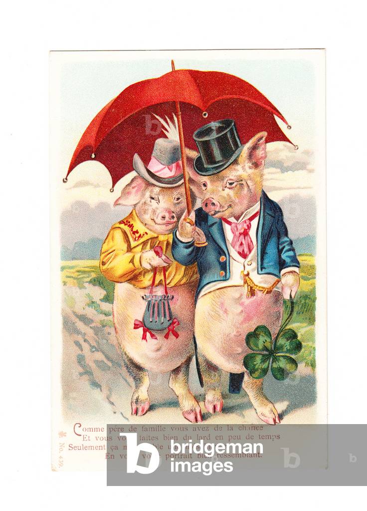Image of Edwardian postcard of a male pig and a sow dressed by English ...