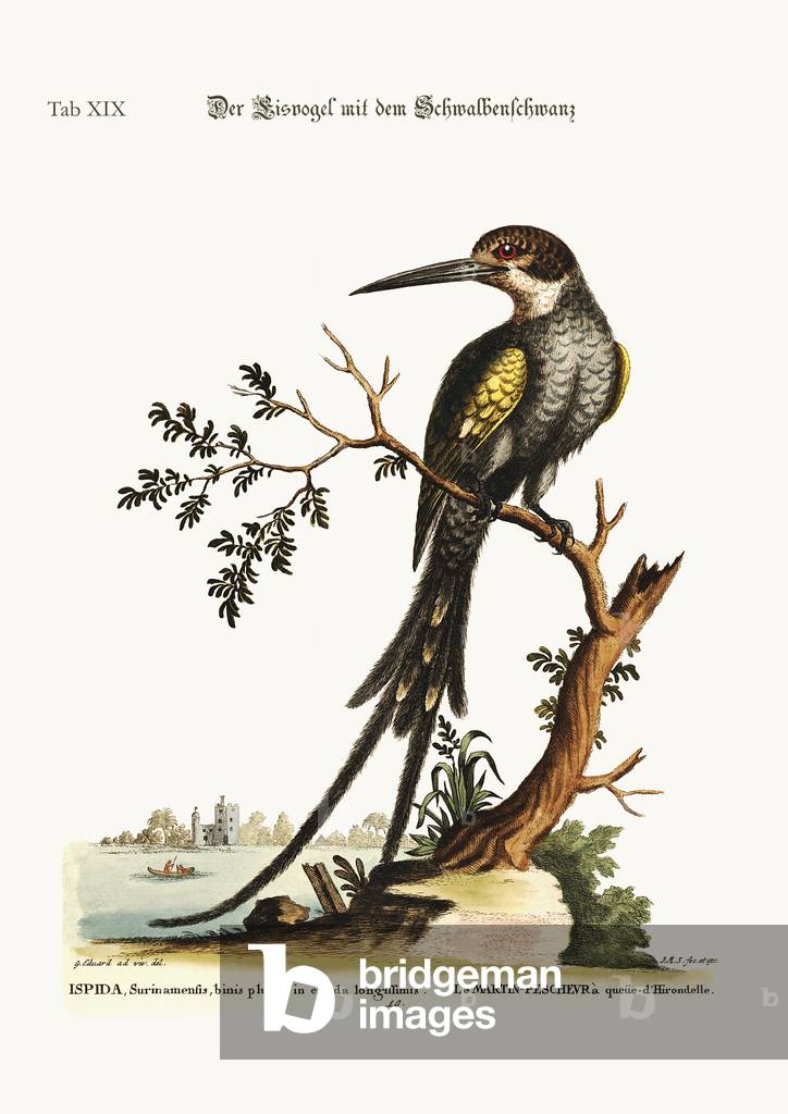 Image of The swallow-tailed Kingfisher, 1749-73 (coloured engraving) by ...