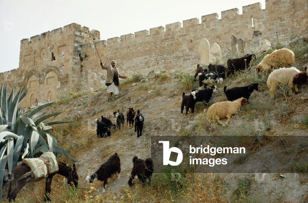 Image of Palestinian herder moves goats and sheep along hill outside ...