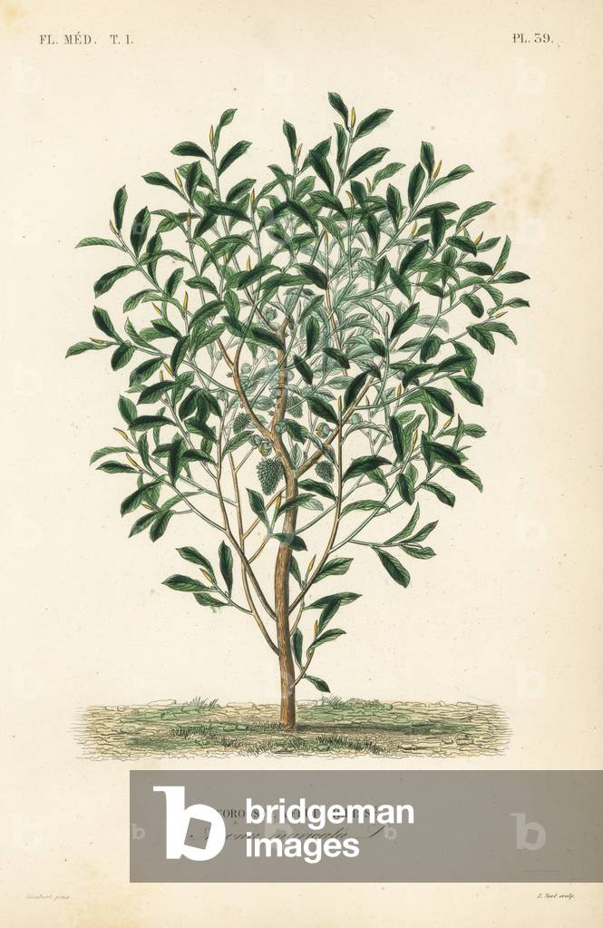 Image of Soursop, graviola or guyabano tree, Annona muricata, Corossol ...