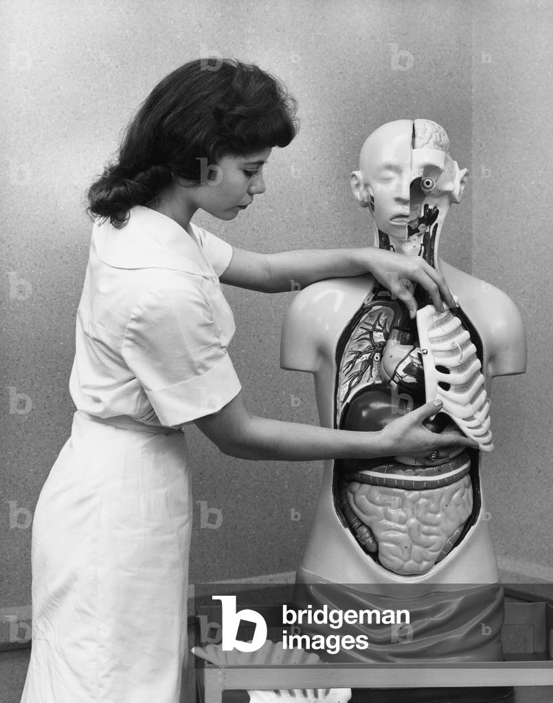 Side profile of a female medical student fixing a rib cage in an ...