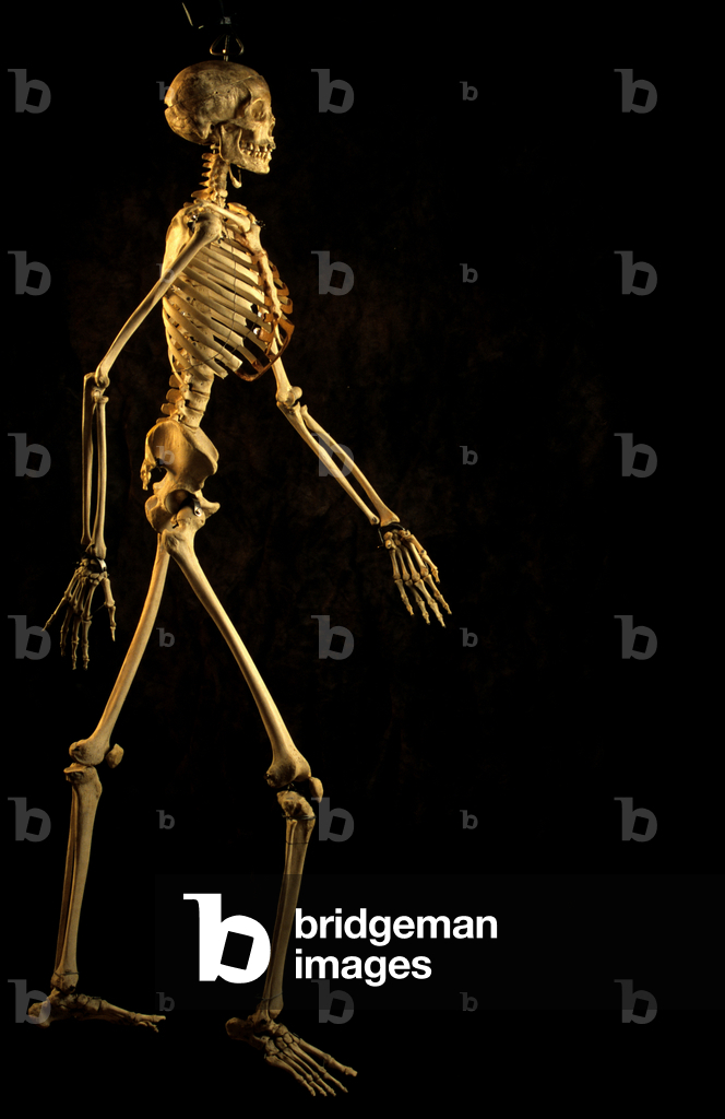 Image of Scientific study Modern Human skeleton, George Washington ...