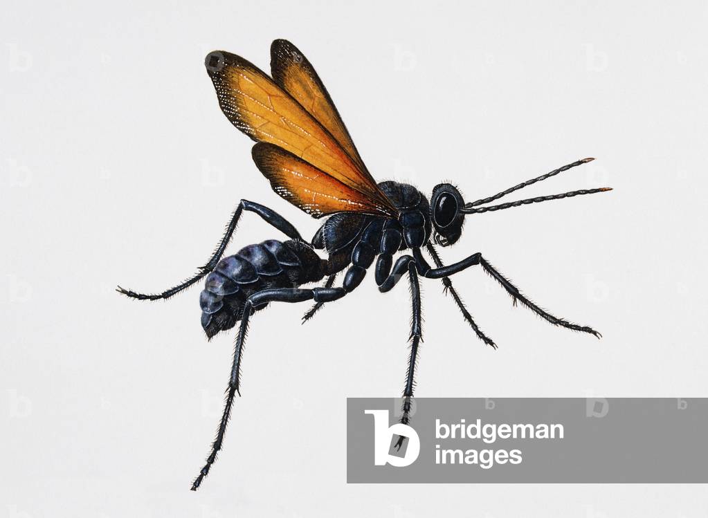 Image of Tarantula-hawk wasp (Pepsis heros), Pompilidae, Artwork by ...