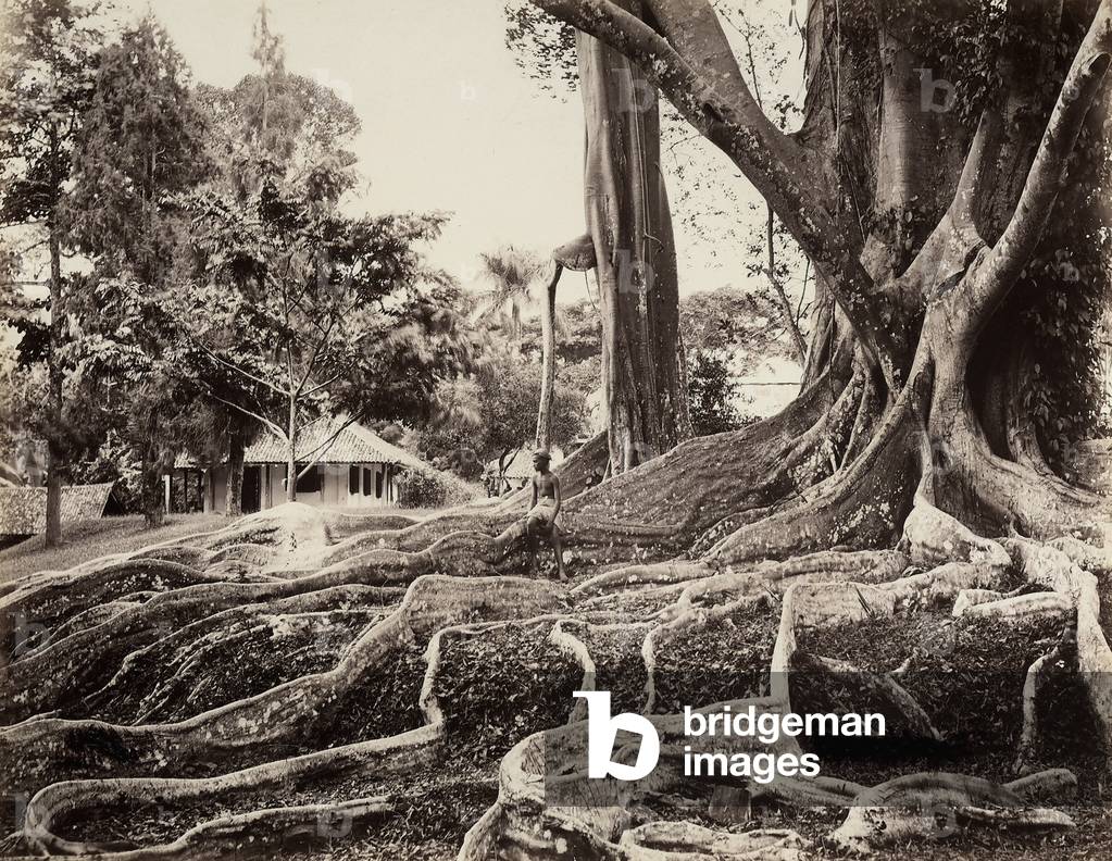 Image of The roots coming out of the ground and part of by Unknown ...
