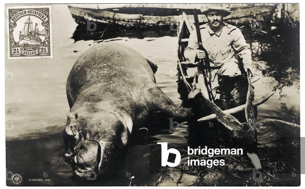 Image of German hunter with hippo, German East Africa, c.1910 (b/w ...