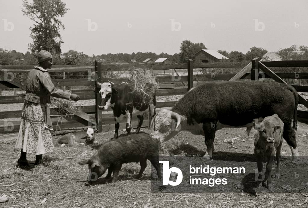 Image of Jorena Pettway with some of the Gees Bend livestock, Alabama ...