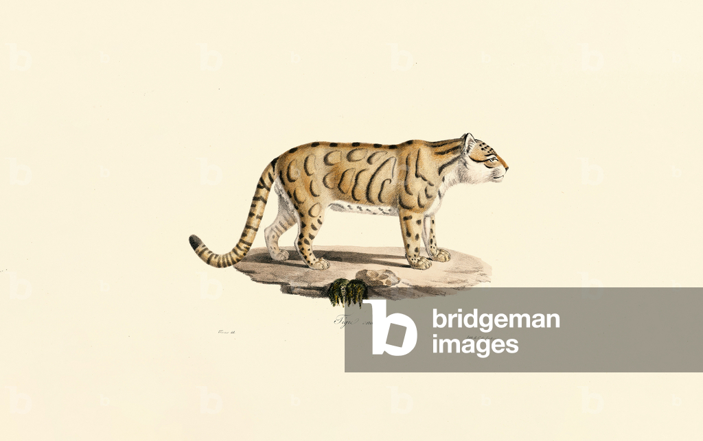 Image of Ocelot (Leopardus pardalis), 1824 (hand-coloured litho) by ...