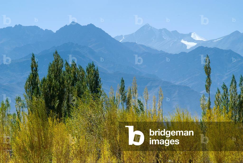 Image of Himalayan landscape: Willows (salix sp.) & poplars (populus sp ...