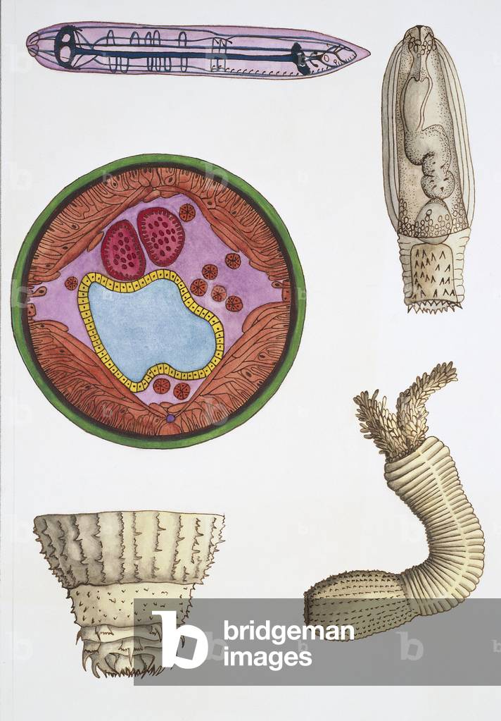 Image of Medium group of roundworms (nematodes) and priapulid worms ...