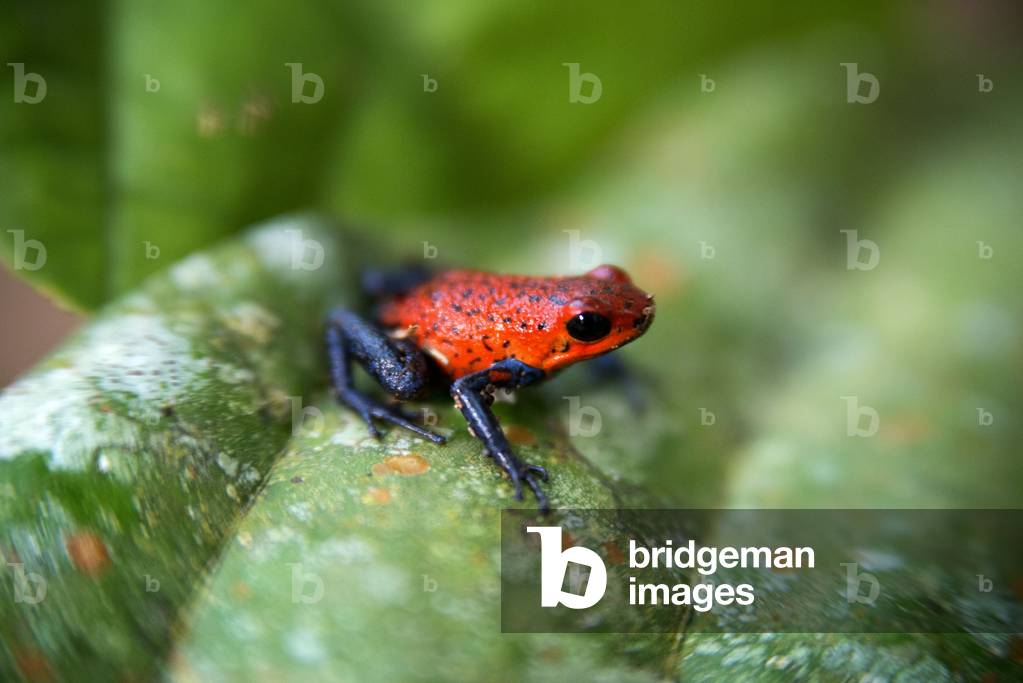 Image of Strawberry poison-arrrow frog, red-and-blue poison-arrow frog, flaming poison-arrow ...
